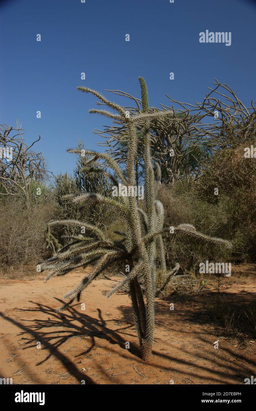 Prickly,thorny,spiny these amazing plants seem hostile but it is a ...