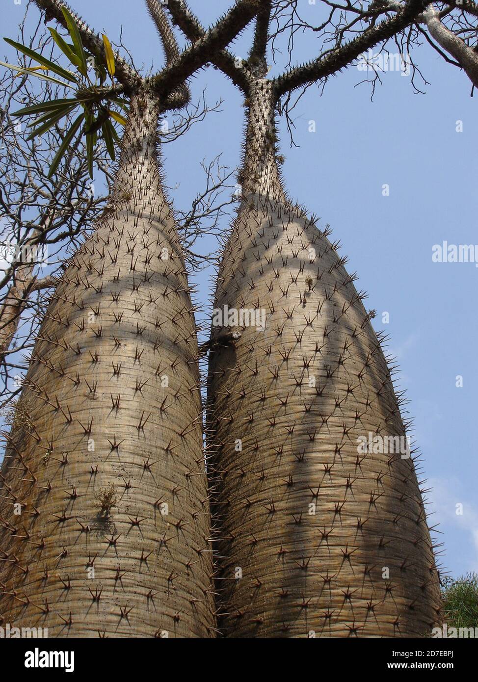 Prickly,thorny,spiny these amazing plants seem hostile but it is a ...