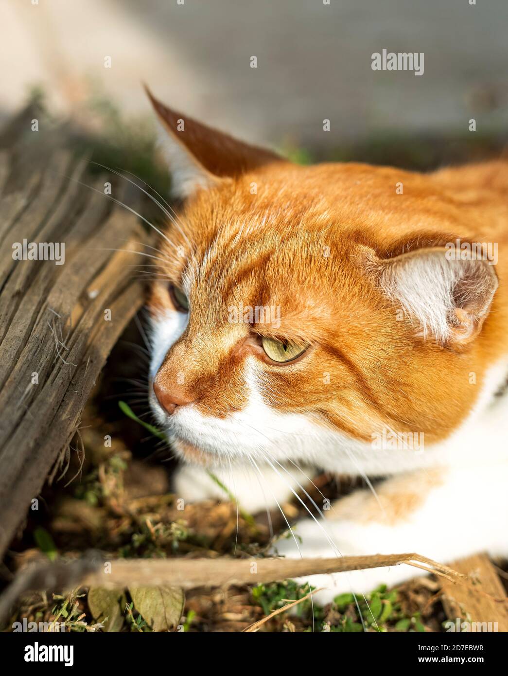 Cat sees threat preparing jump hi-res stock photography and images - Alamy
