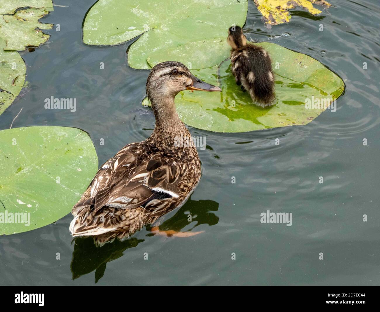 beautiful duck with her duckling Stock Photo - Alamy