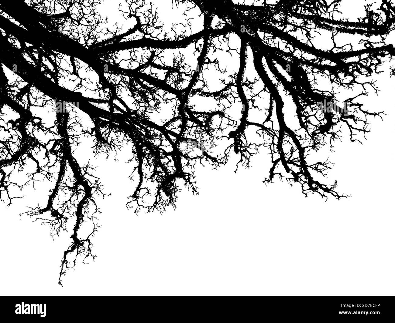 Leaf less tree landscape Black and White Stock Photos & Images - Alamy