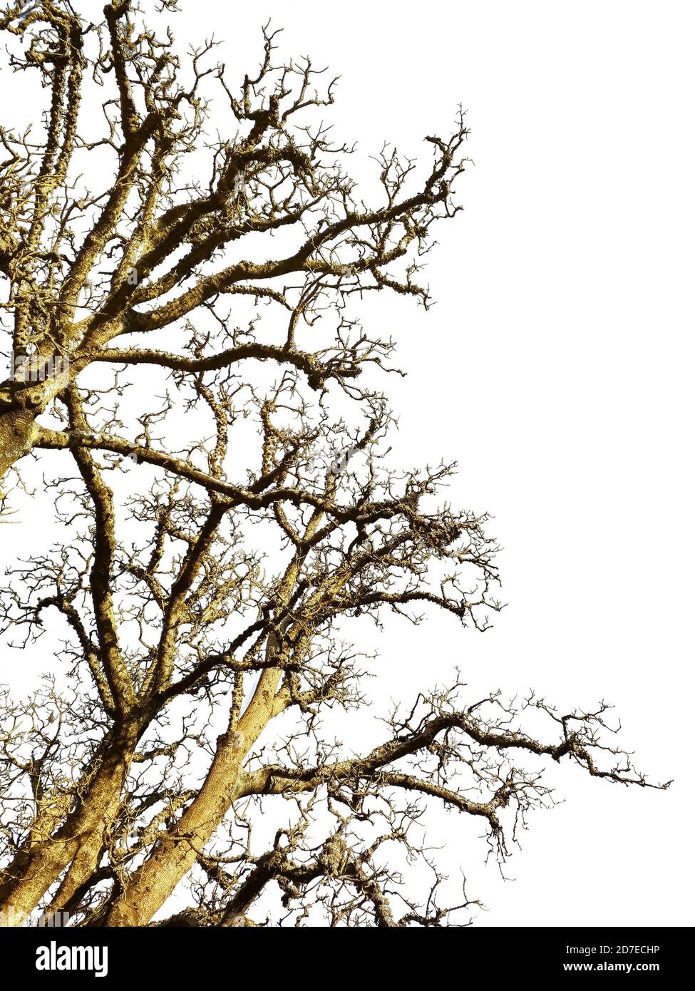 Low angle shot leave less tree isolated over white background Stock ...