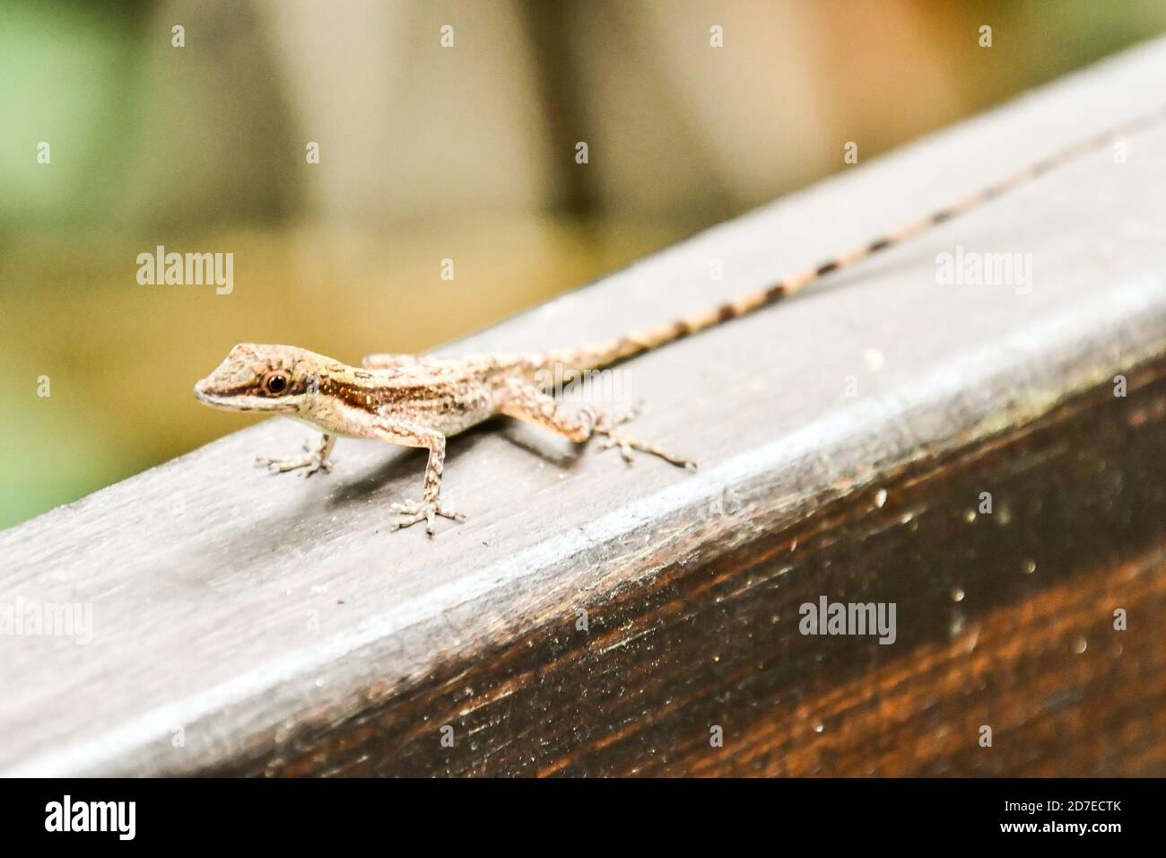 lizard on a rock, in costa rica central america Stock Photo - Alamy