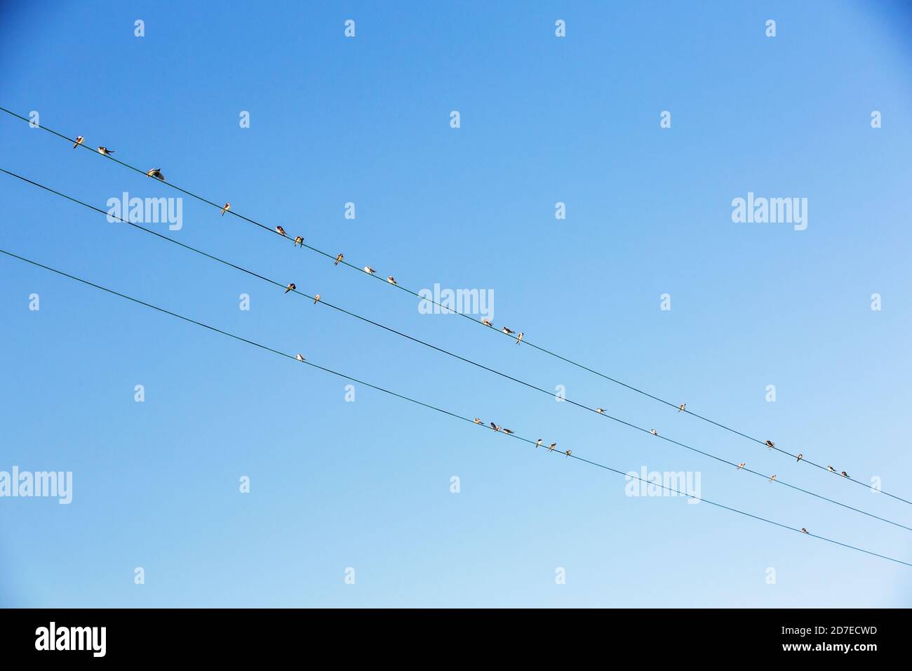 Martin bird tree farm hi-res stock photography and images - Alamy