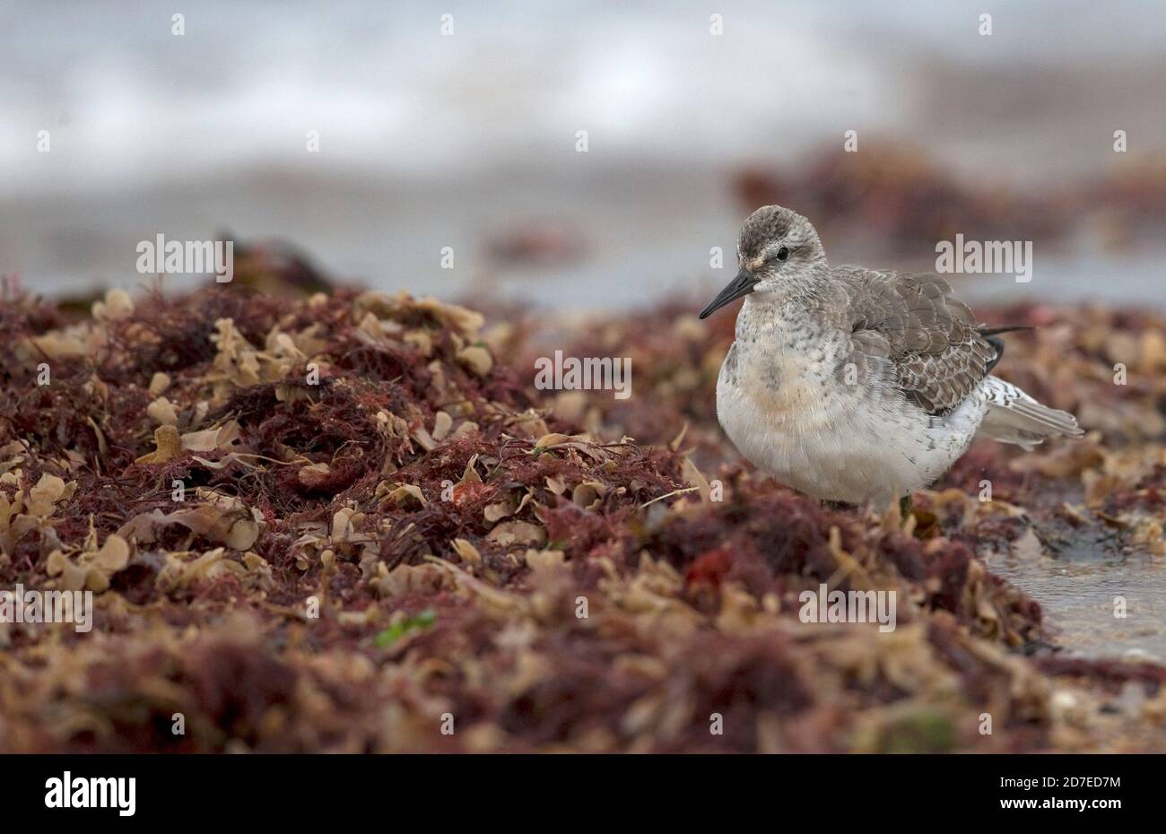 Knot (Calidris canutus Stock Photo - Alamy