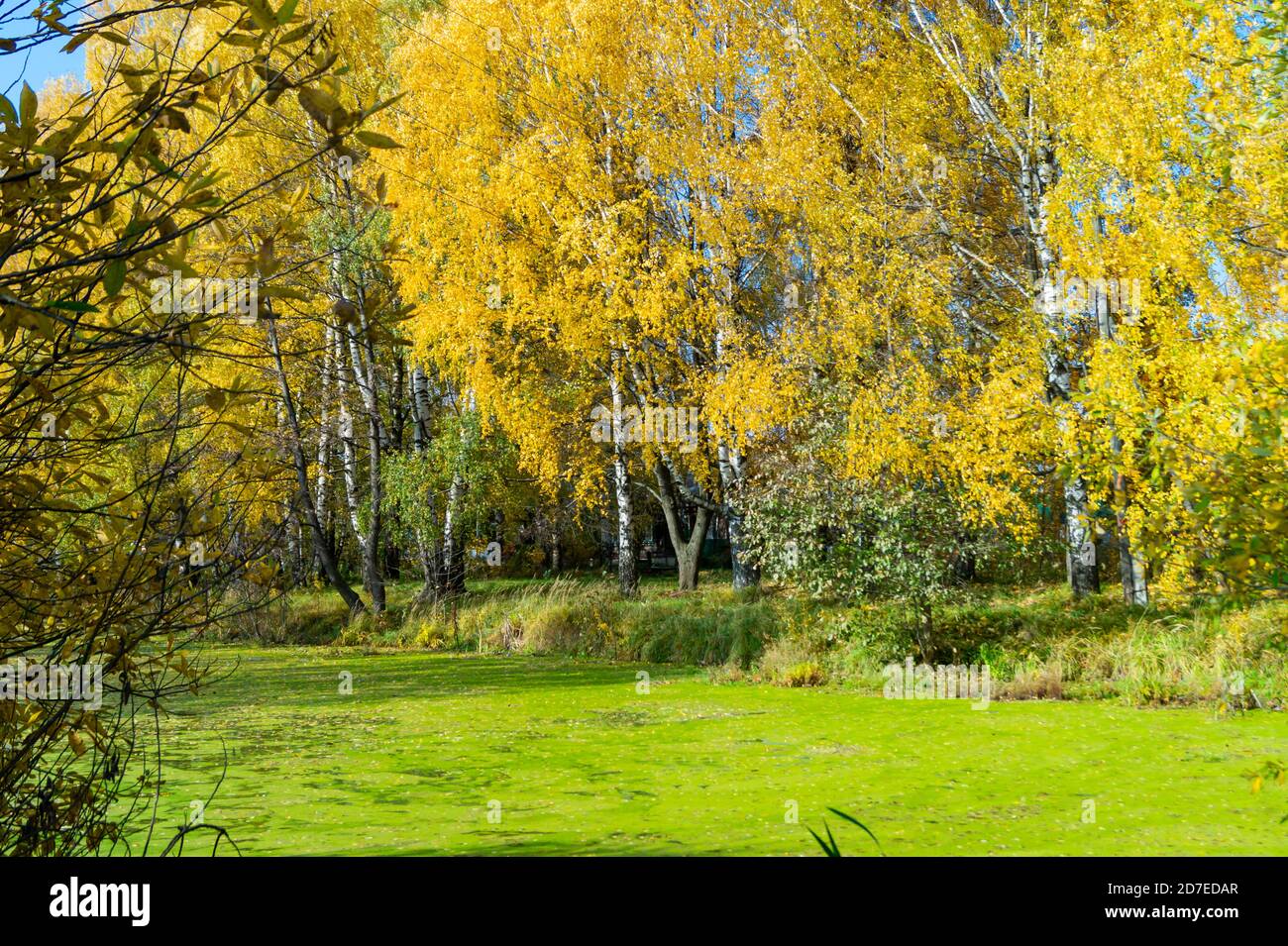 Autumn landscape with pond in village at solar day on background blue ...