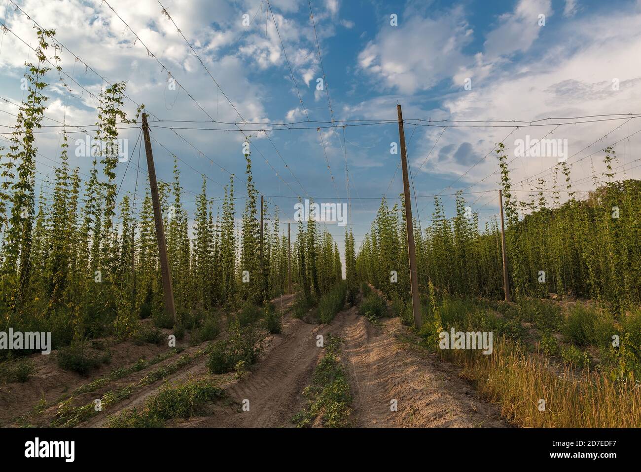 Hop field on a background of blue sky with clouds Stock Photo - Alamy