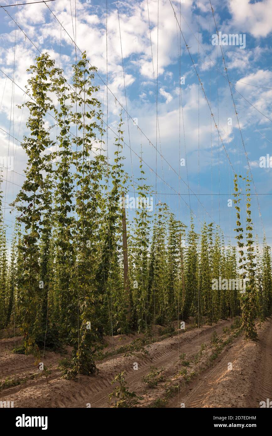 Hop field on a background of blue sky with clouds Stock Photo - Alamy