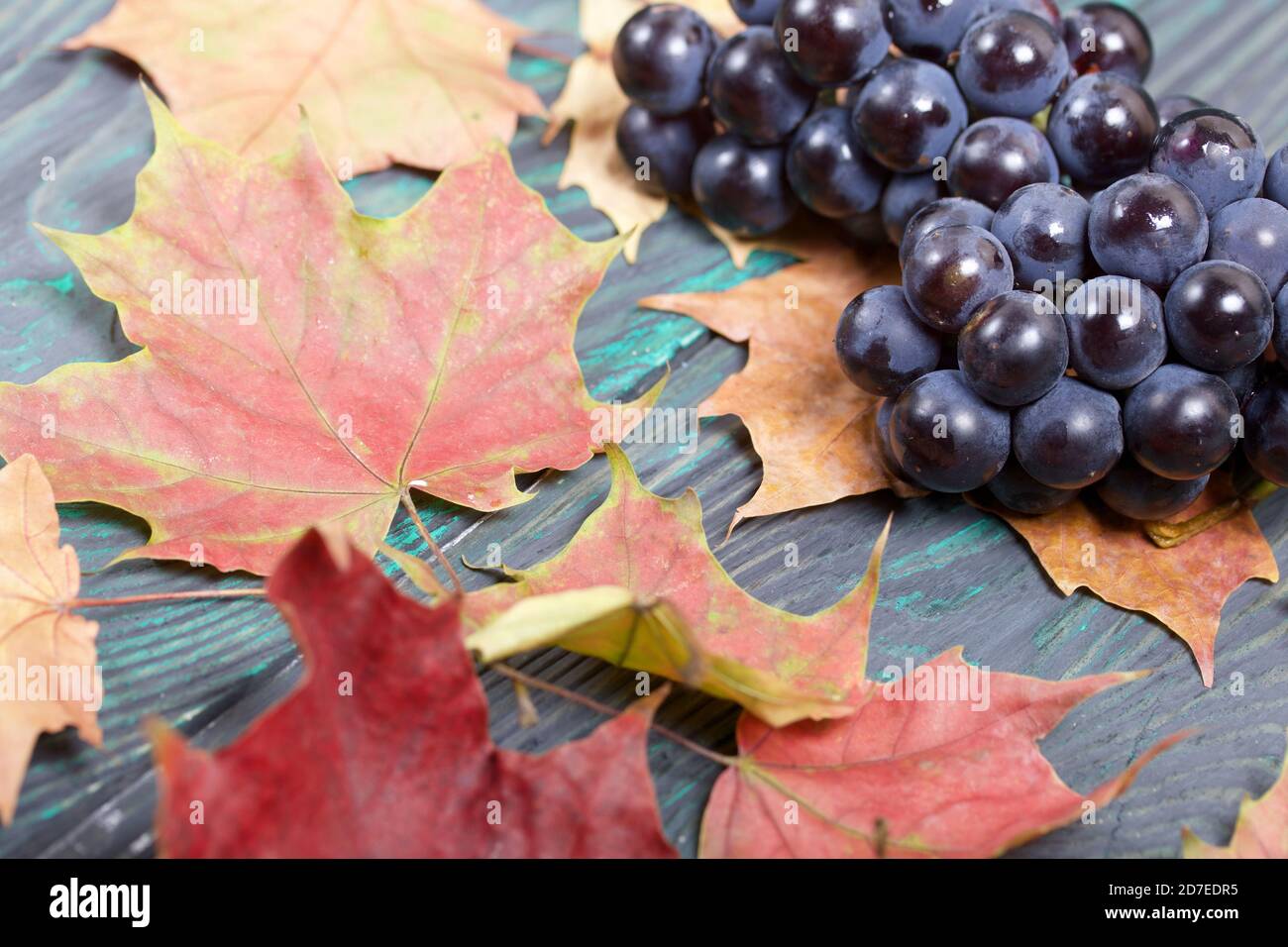 Bunches of dark blue grapes. Nearby are autumn maple leaves. Against ...