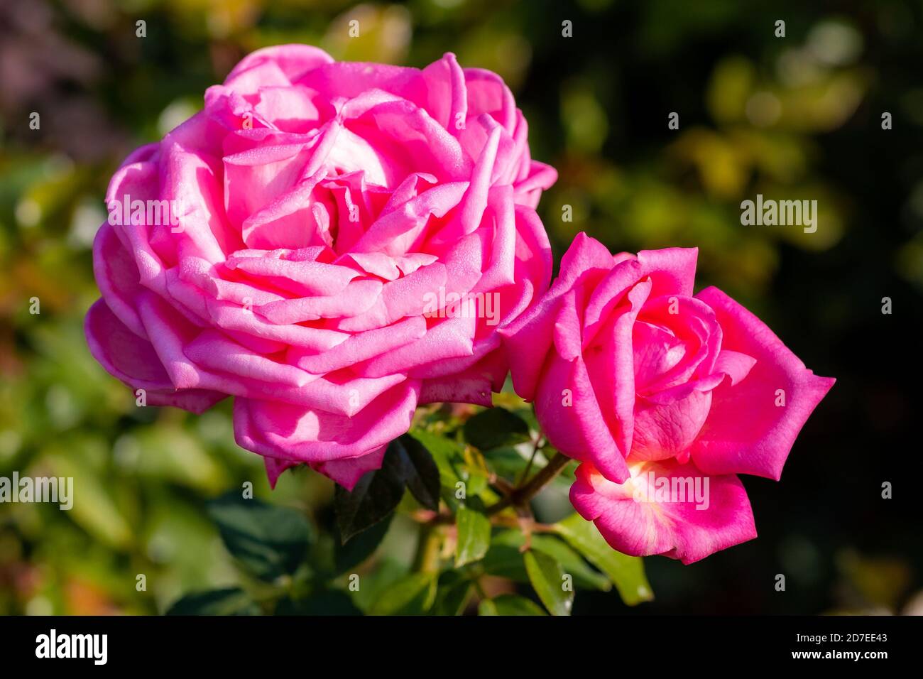 Close-up of two roses with their pink petals illuminated by sunlight ...