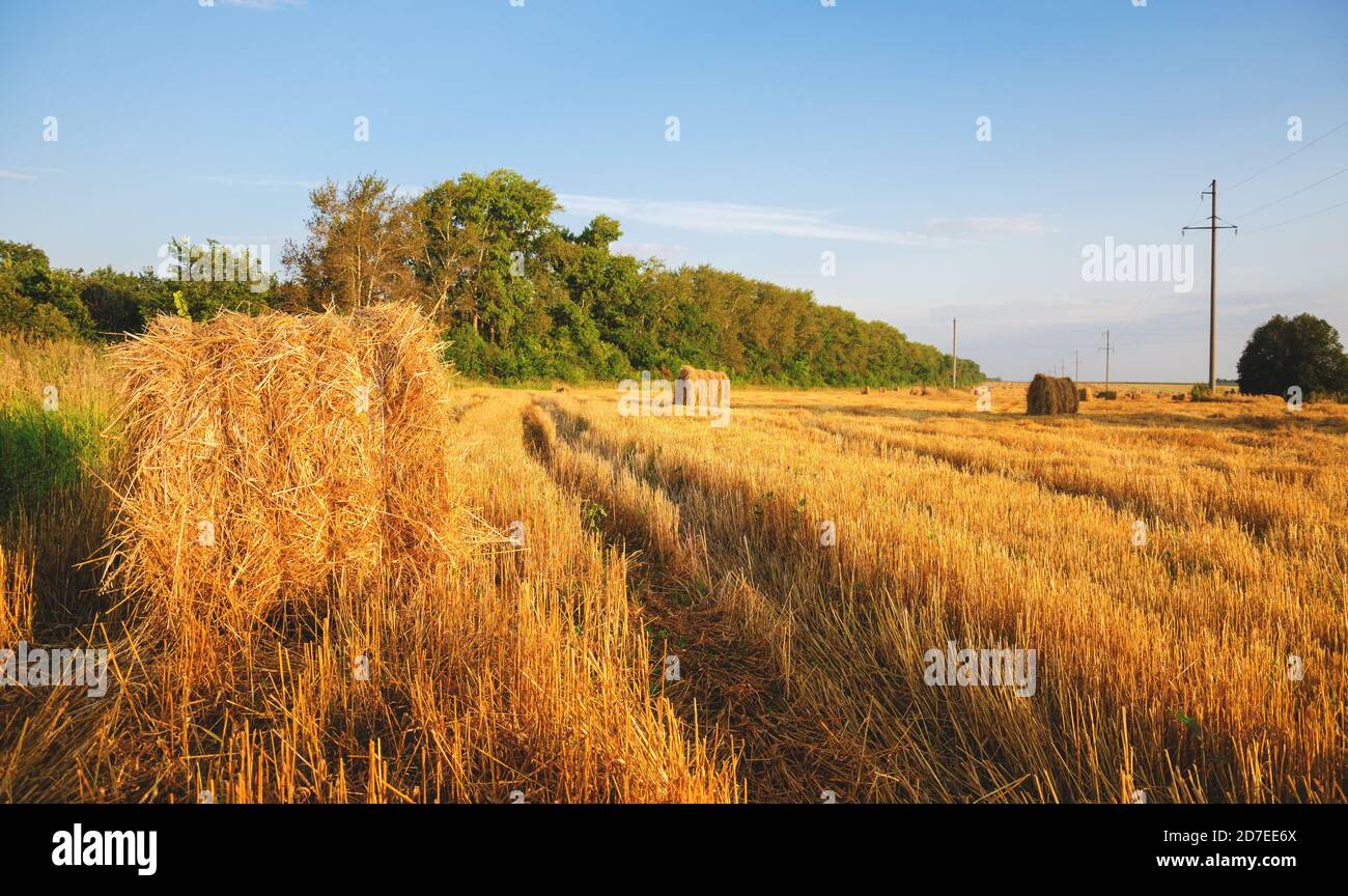 After harvesting on field hi-res stock photography and images - Alamy