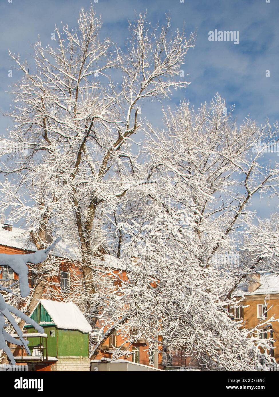Trees in a city covered with snow on sunny winter day with buildings ...