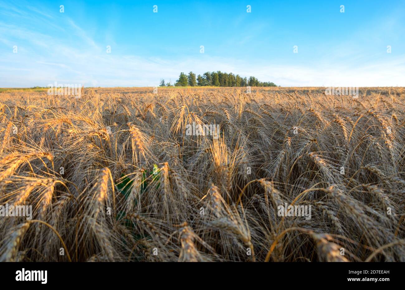 Russia wheat farm hi-res stock photography and images - Alamy