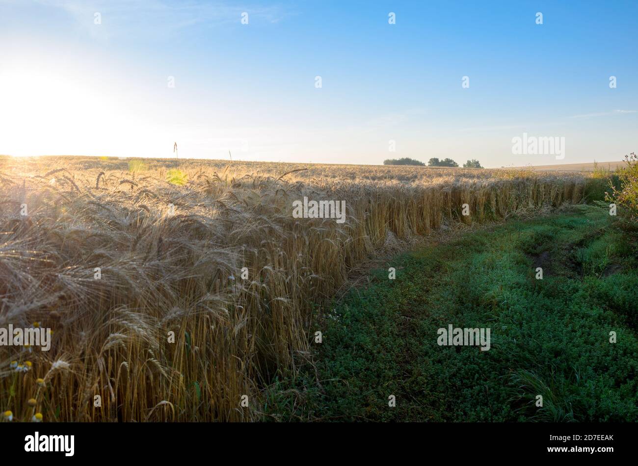 Russia wheat farm hi-res stock photography and images - Alamy