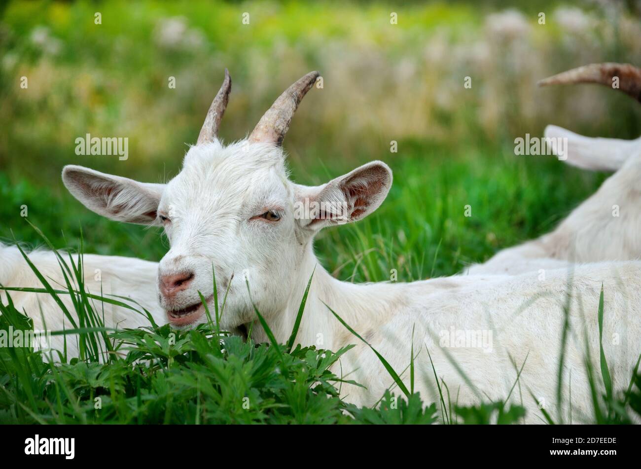 Young white goat eating green hi-res stock photography and images - Alamy
