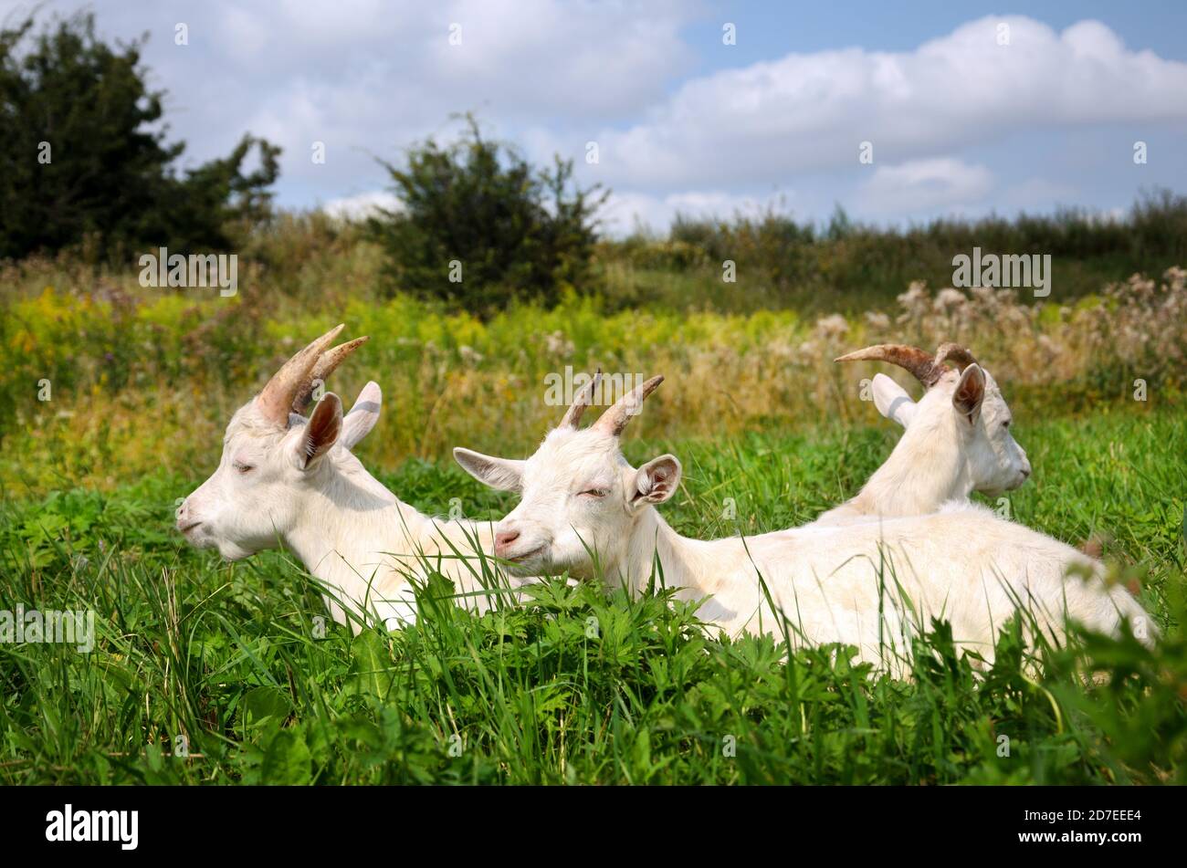 White goats grazing hi-res stock photography and images - Alamy