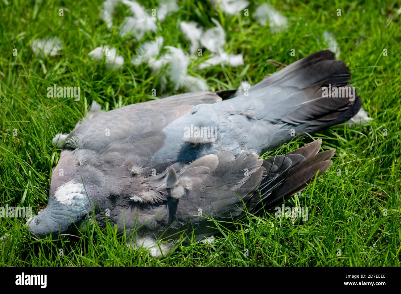 A dead wood pigeon bird on grass recently killed by a cat, surrounded ...