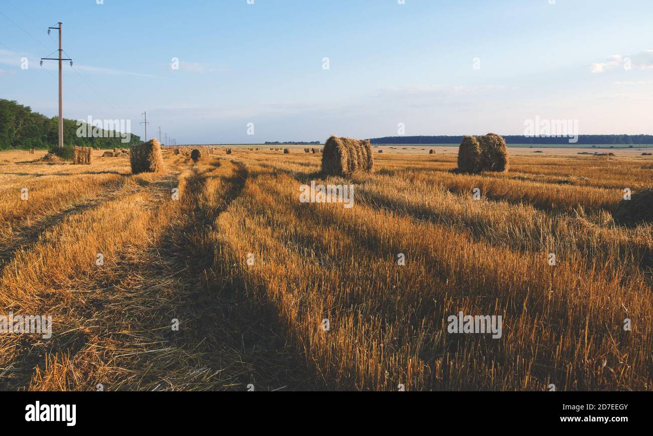 Hay bales on farm field after harvesting Stock Photo - Alamy