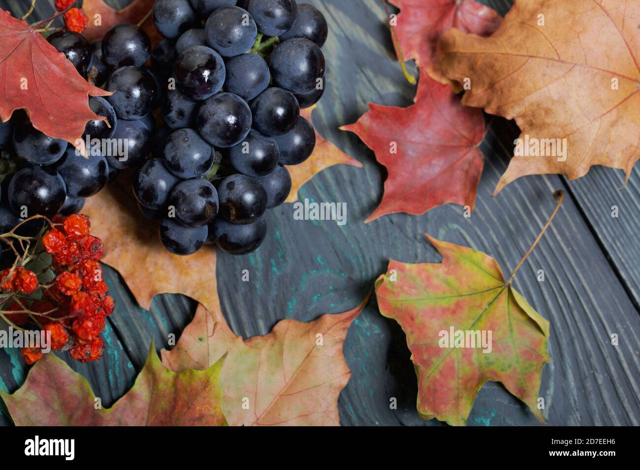 Bunches of dark blue grapes. Nearby are autumn maple leaves and a branch of mountain ash with ...