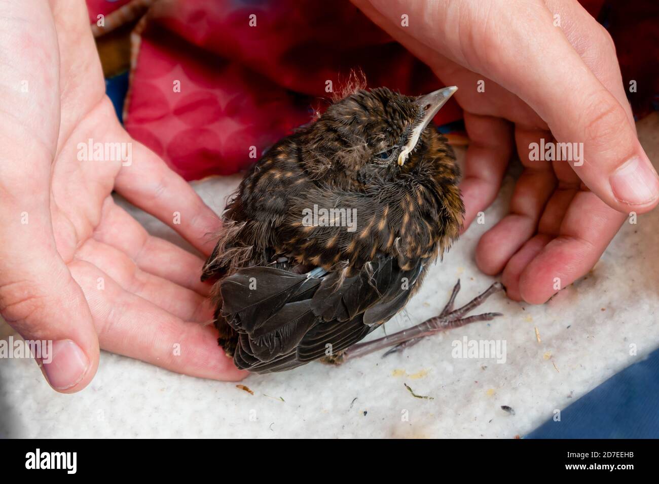Fledgling blackbird hi-res stock photography and images - Alamy