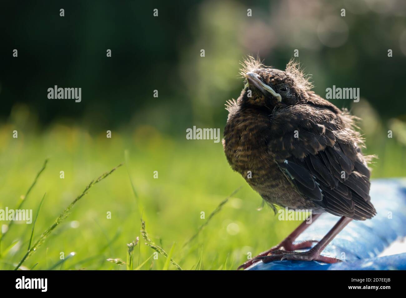 A fledgling blackbird chick on a mat outside, alert and looking at ...
