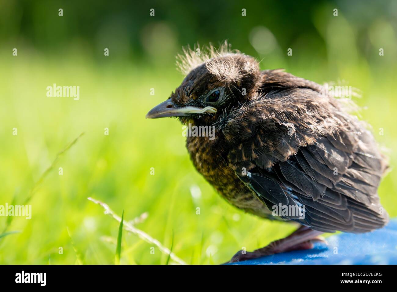 A fledgling blackbird chick on a mat outside in the sun with open eyes ...