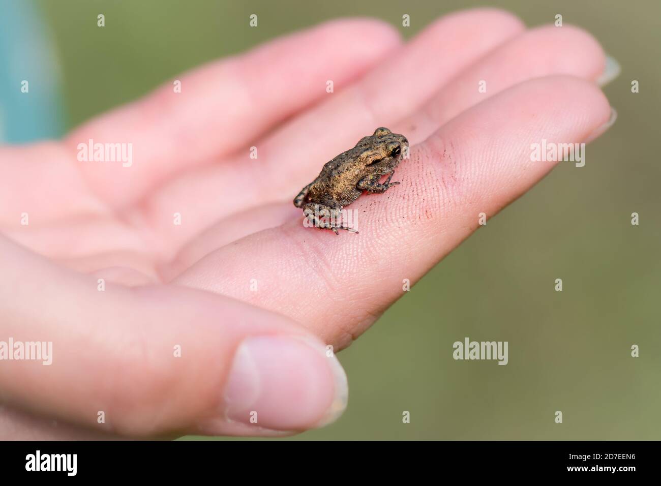A person holding a small juvenile common toad in their hands Stock ...