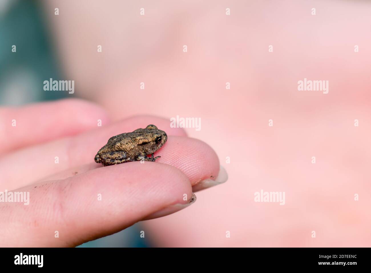 A person holding a small juvenile common toad in their hands Stock ...