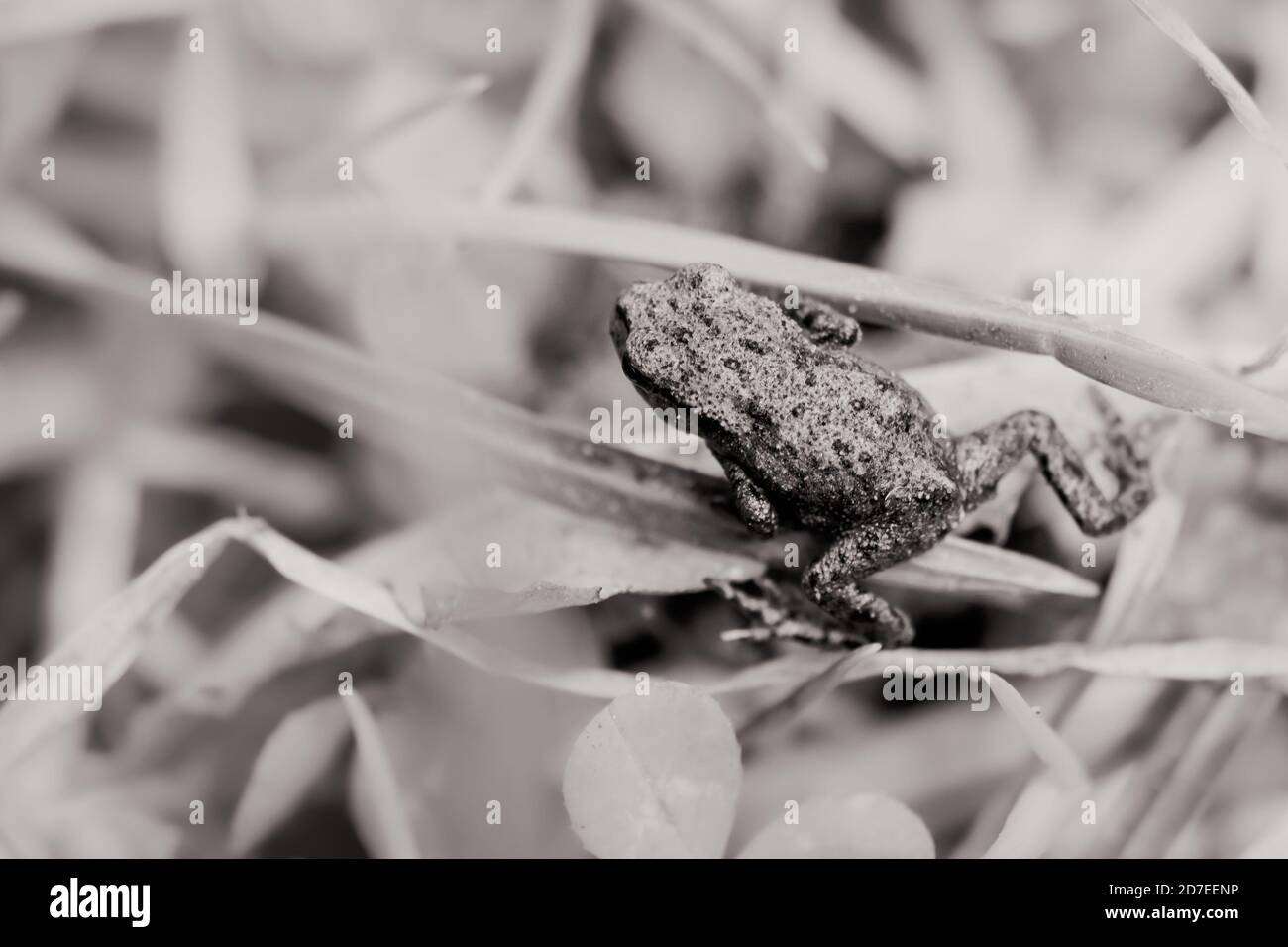 A small juvenile common toad in grass Stock Photo - Alamy