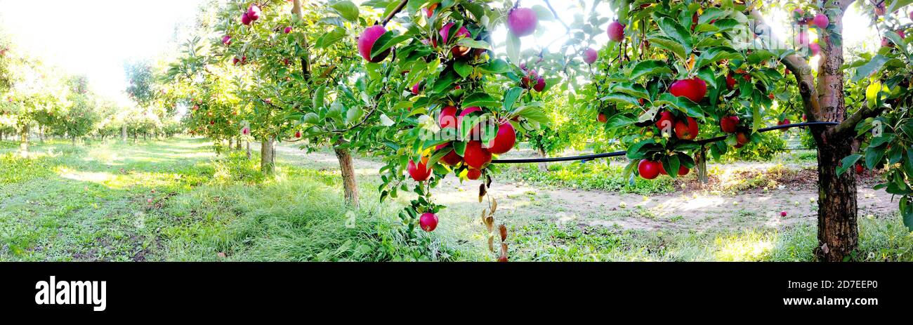 Apple trees in an orchard, with fruits ready for harvest Stock Photo ...