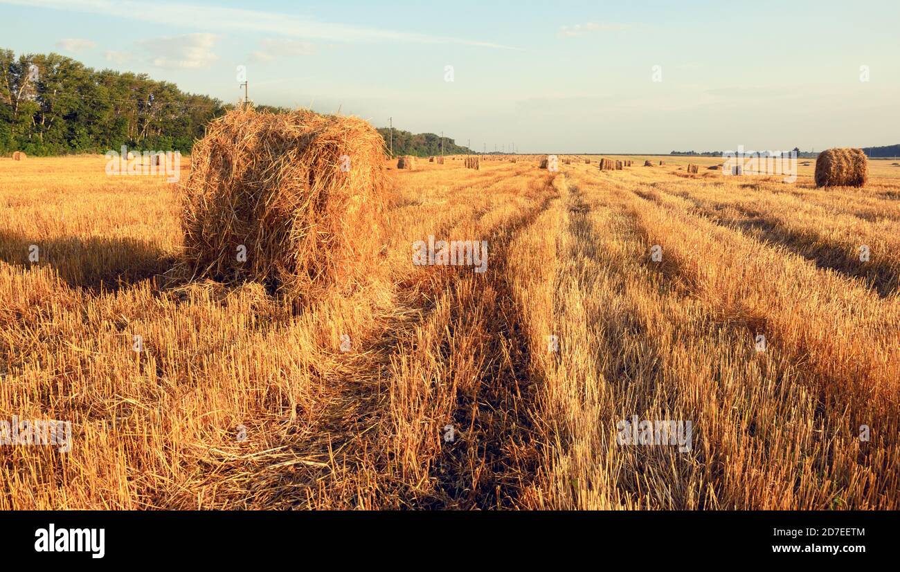 Harvesting season on farm hi-res stock photography and images - Alamy