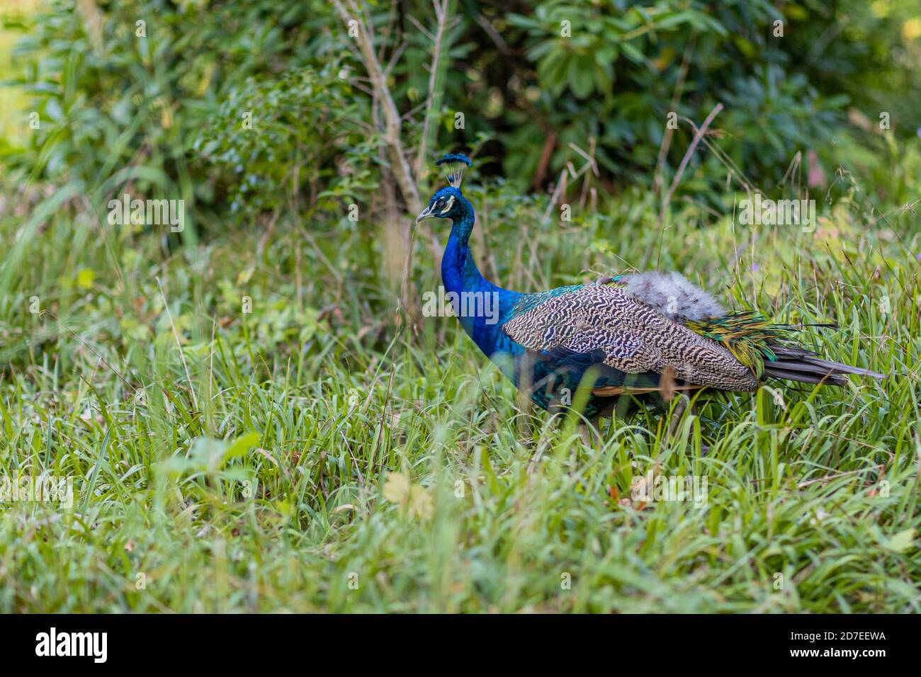 Blue Peafowl or Indian Peafowl with its bright blue plumage, fan-shaped ...
