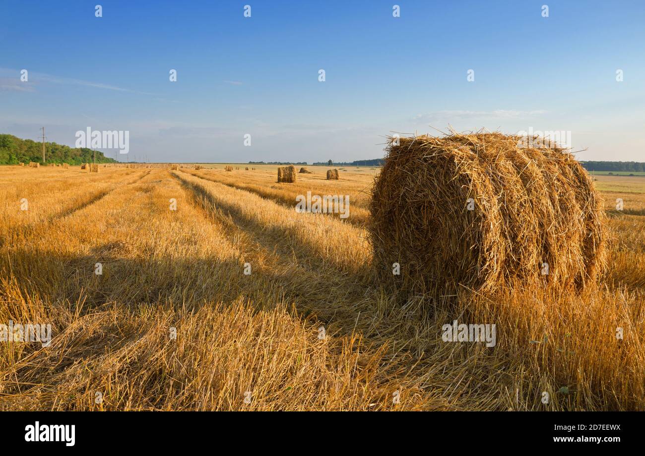 Hay bales on farm field after harvesting Stock Photo - Alamy