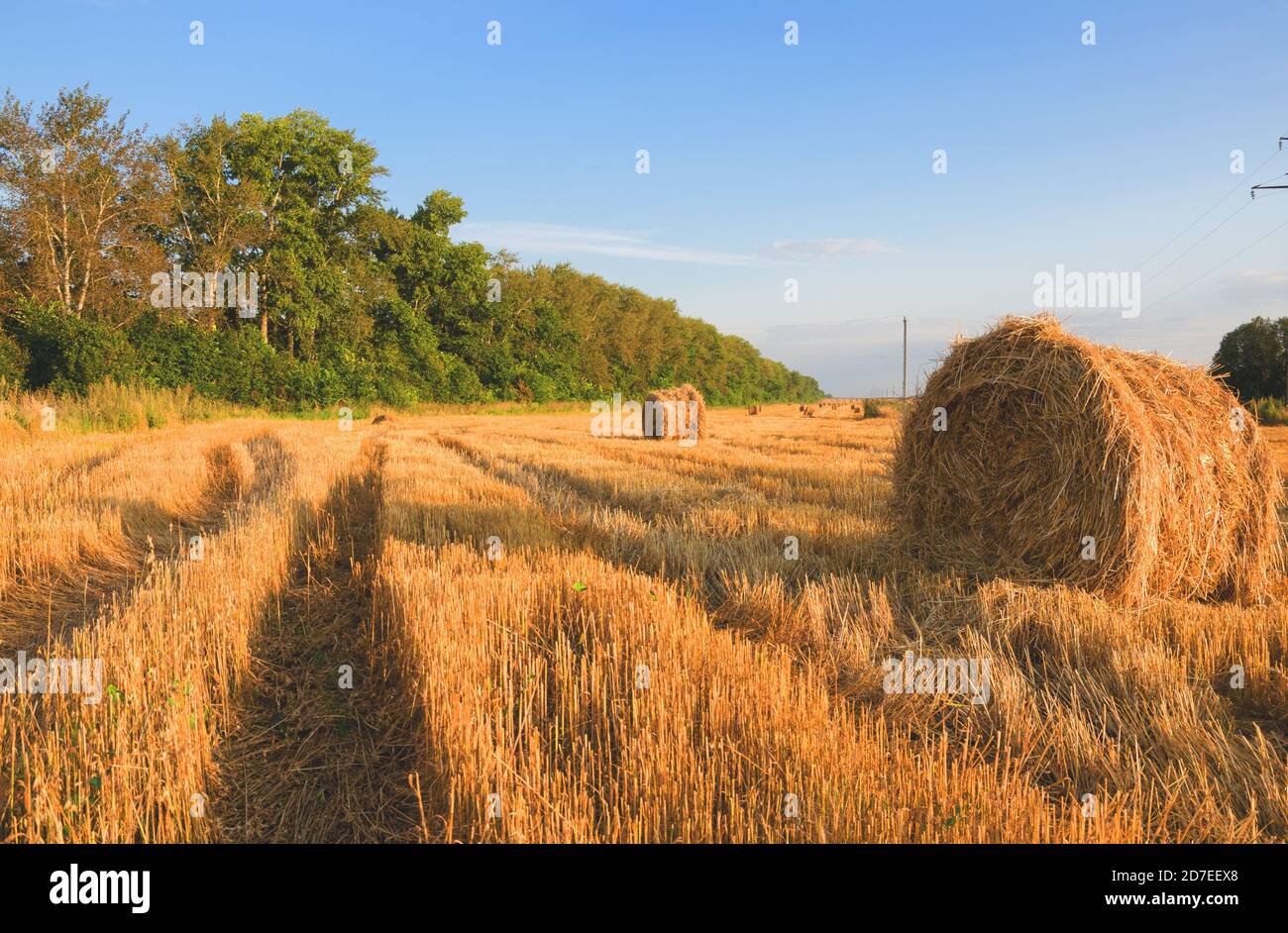 Hay bales on farm field after harvesting Stock Photo - Alamy