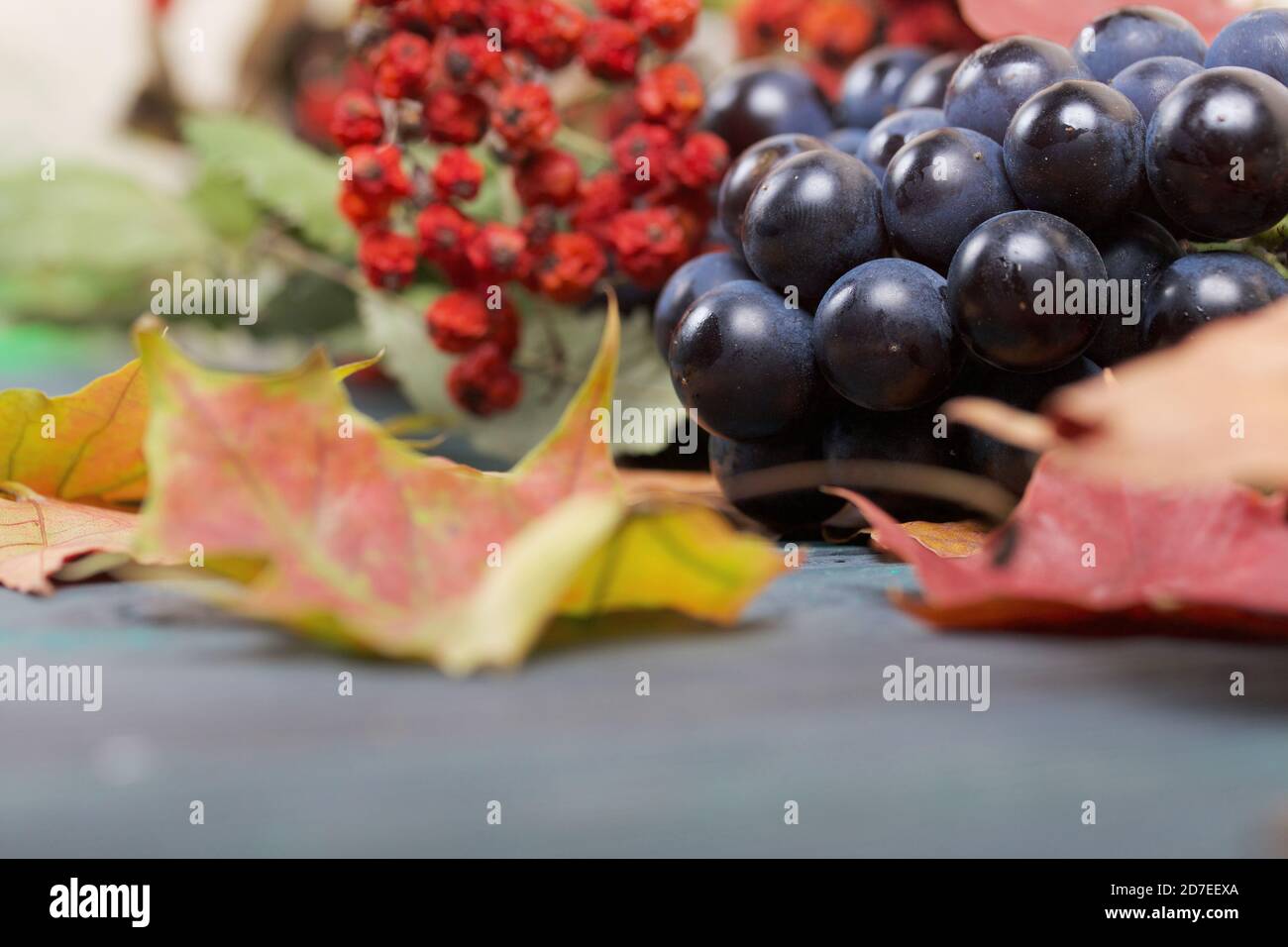 Bunches of dark blue grapes. Nearby are autumn maple leaves and a branch of mountain ash with ...
