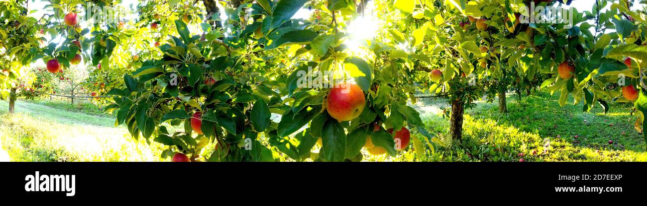 Apple trees in an orchard, with fruits ready for harvest Stock Photo ...