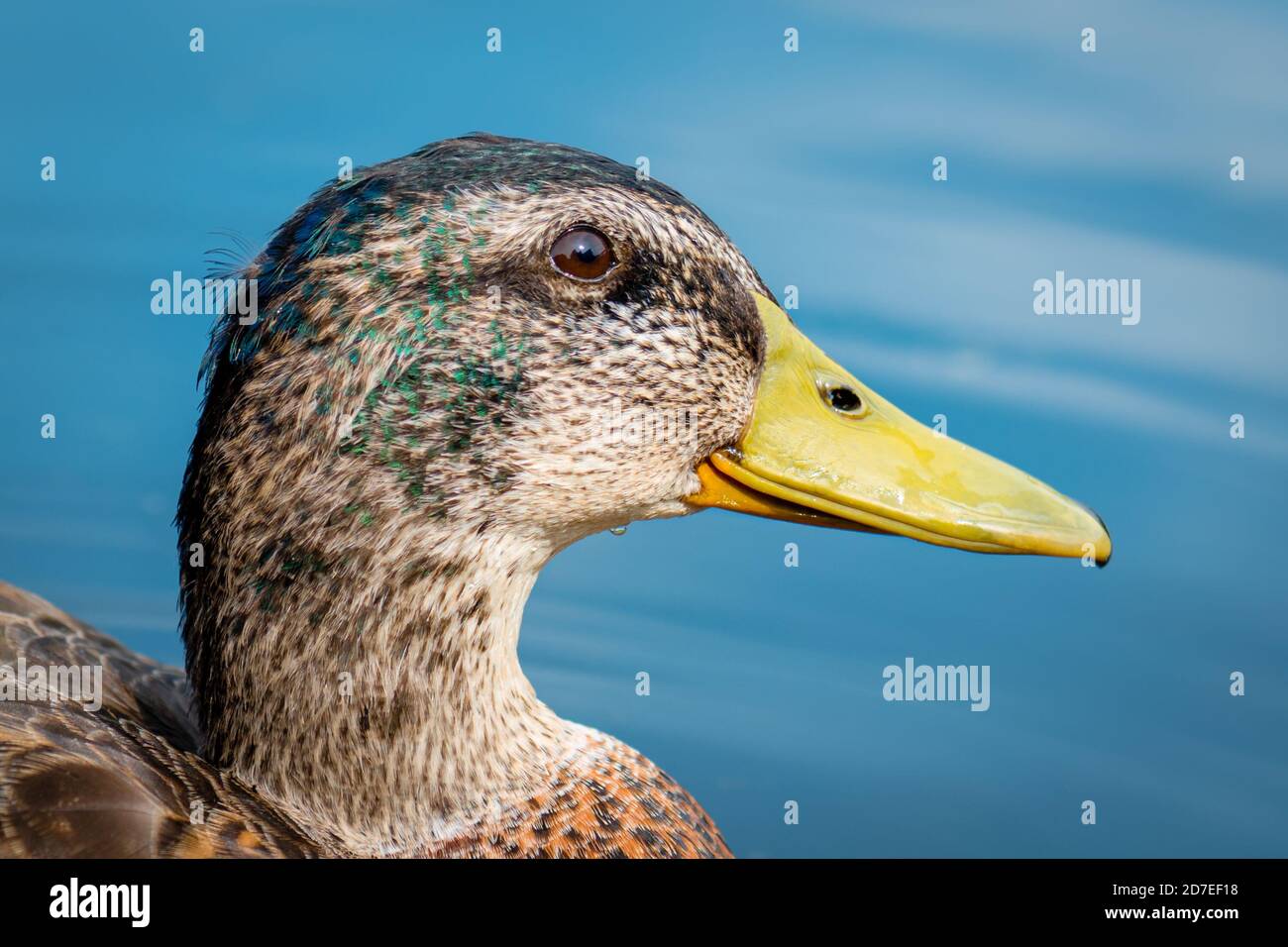 Mallard Duck Male