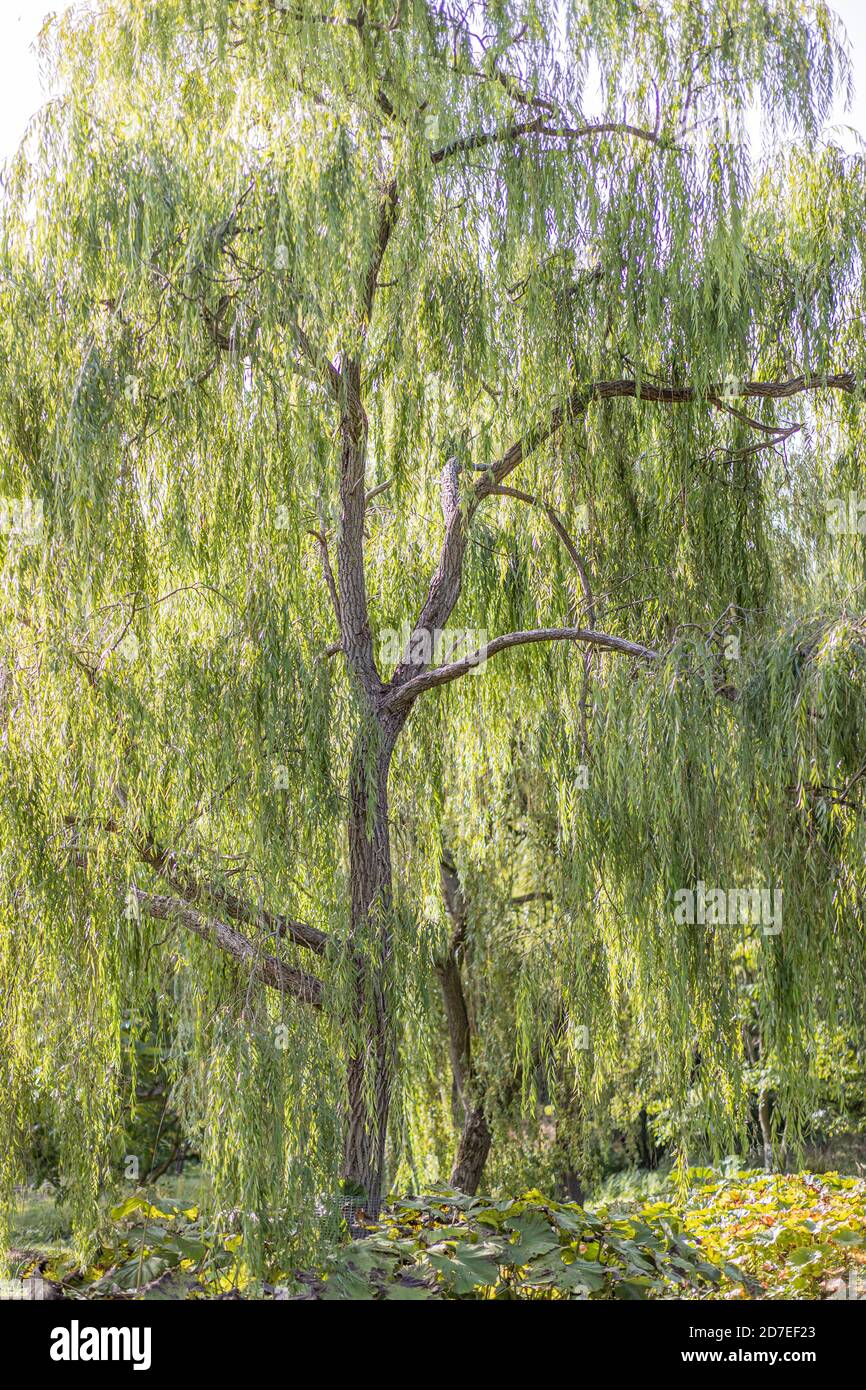 Huge weeping tree with trunks and branches with green leaves, sunny ...