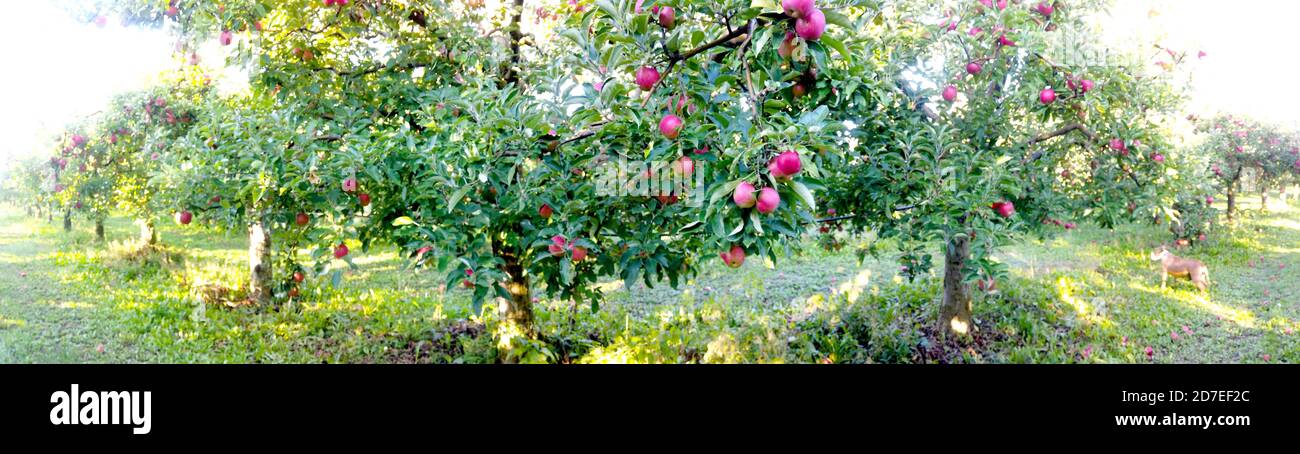 Apple trees in an orchard, with fruits ready for harvest Stock Photo ...