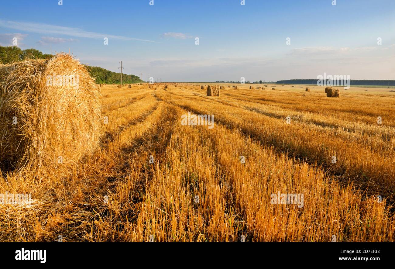 Harvesting season on farm hi-res stock photography and images - Alamy