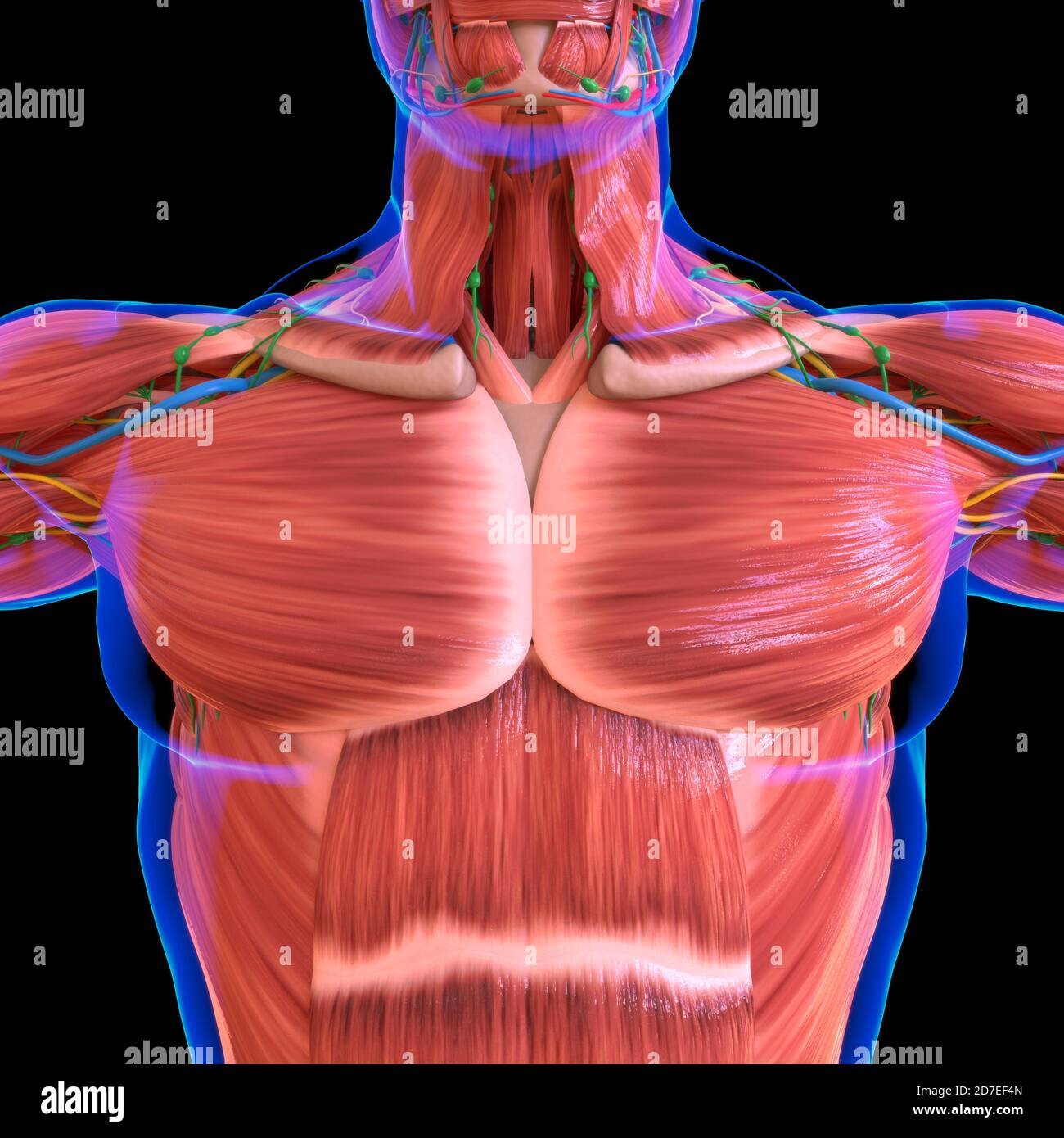 Human Muscle Anatomy For medical concept 3D Illustration Stock Photo ...