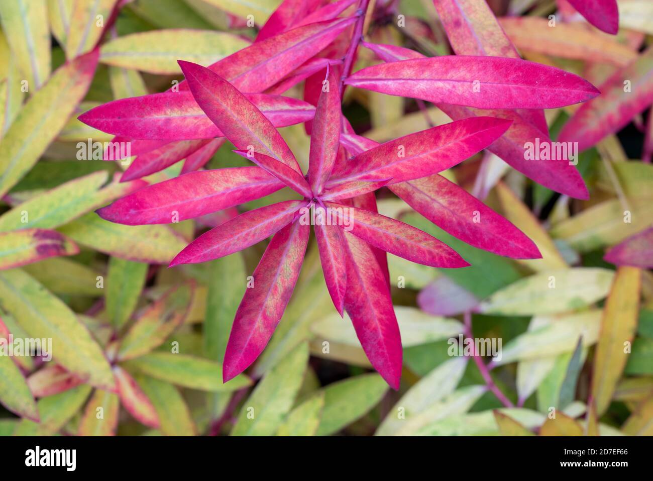 Close up of red Autumn leaves of Firecracker Spurge, Euphorbia ...