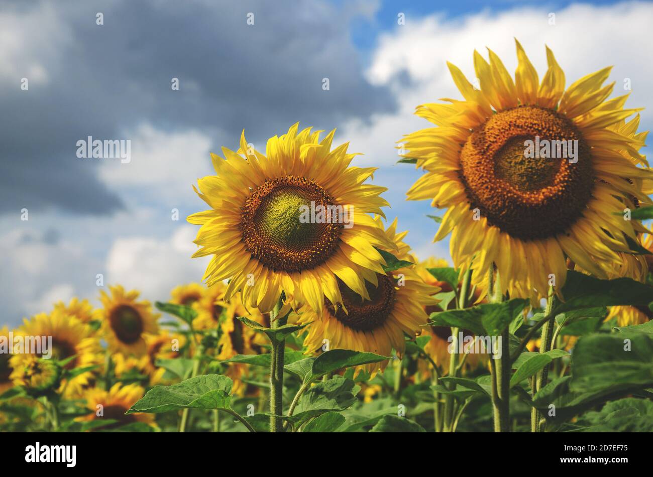 Beautiful blooming sunflowers hi-res stock photography and images - Alamy