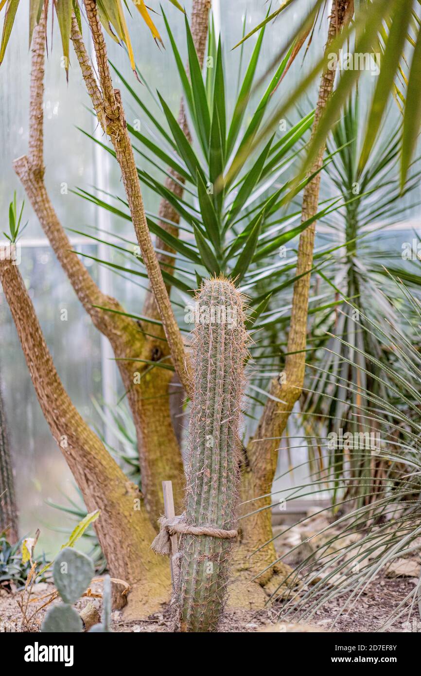 Thorn tree rope hi-res stock photography and images - Alamy