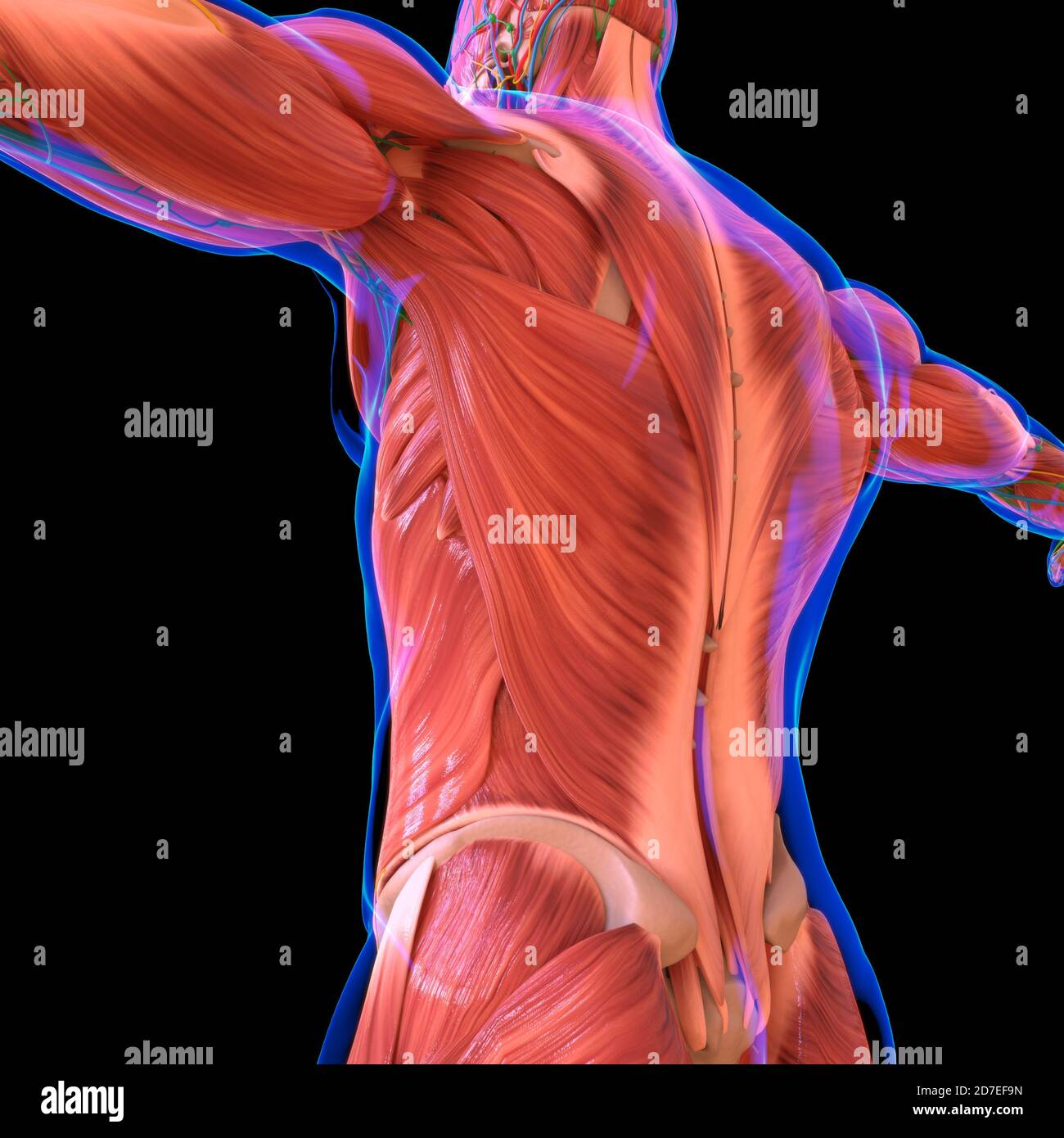Human Muscle Anatomy For medical concept 3D Illustration Stock Photo ...