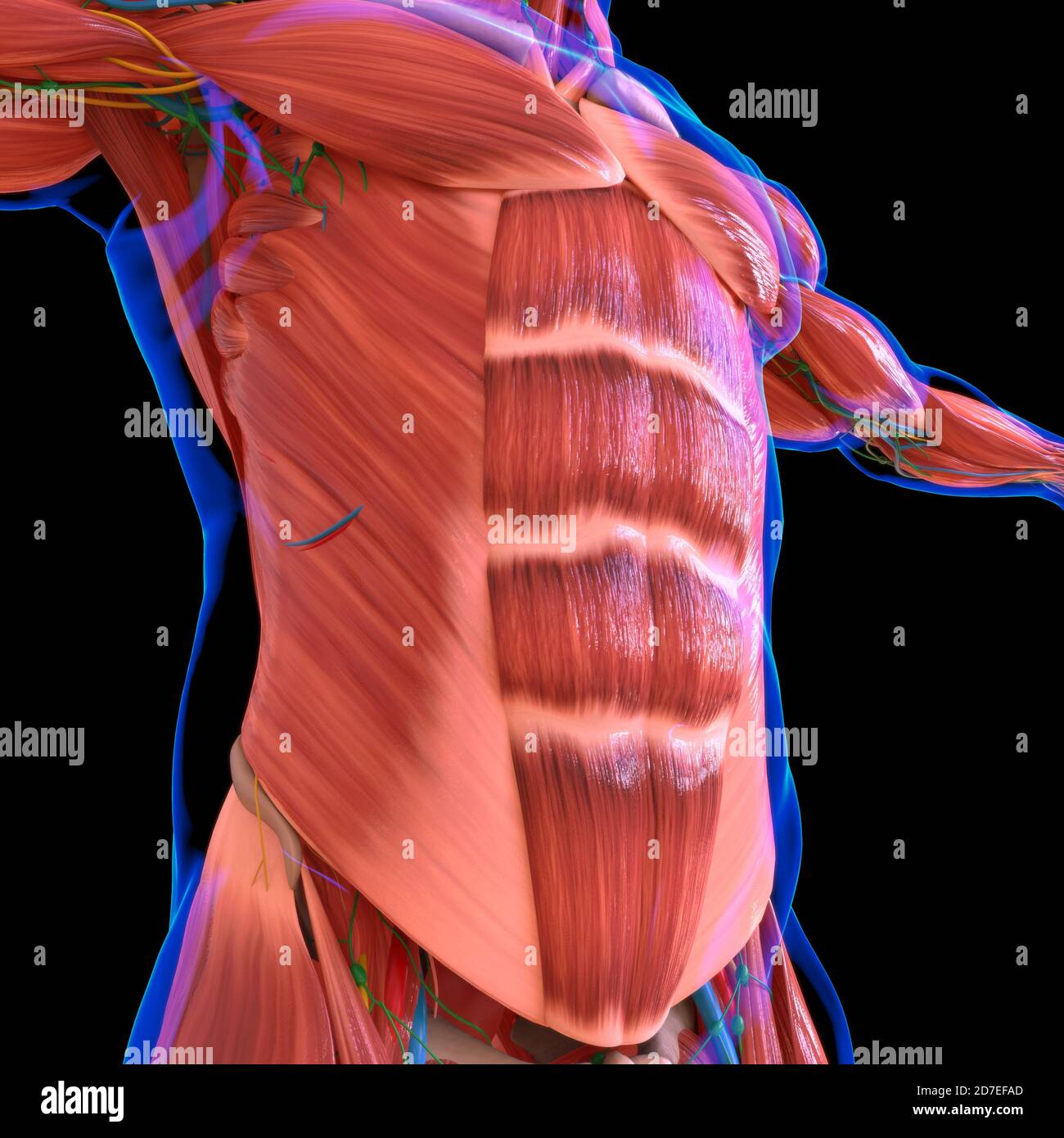 Human Muscle Anatomy For medical concept 3D Illustration Stock Photo ...