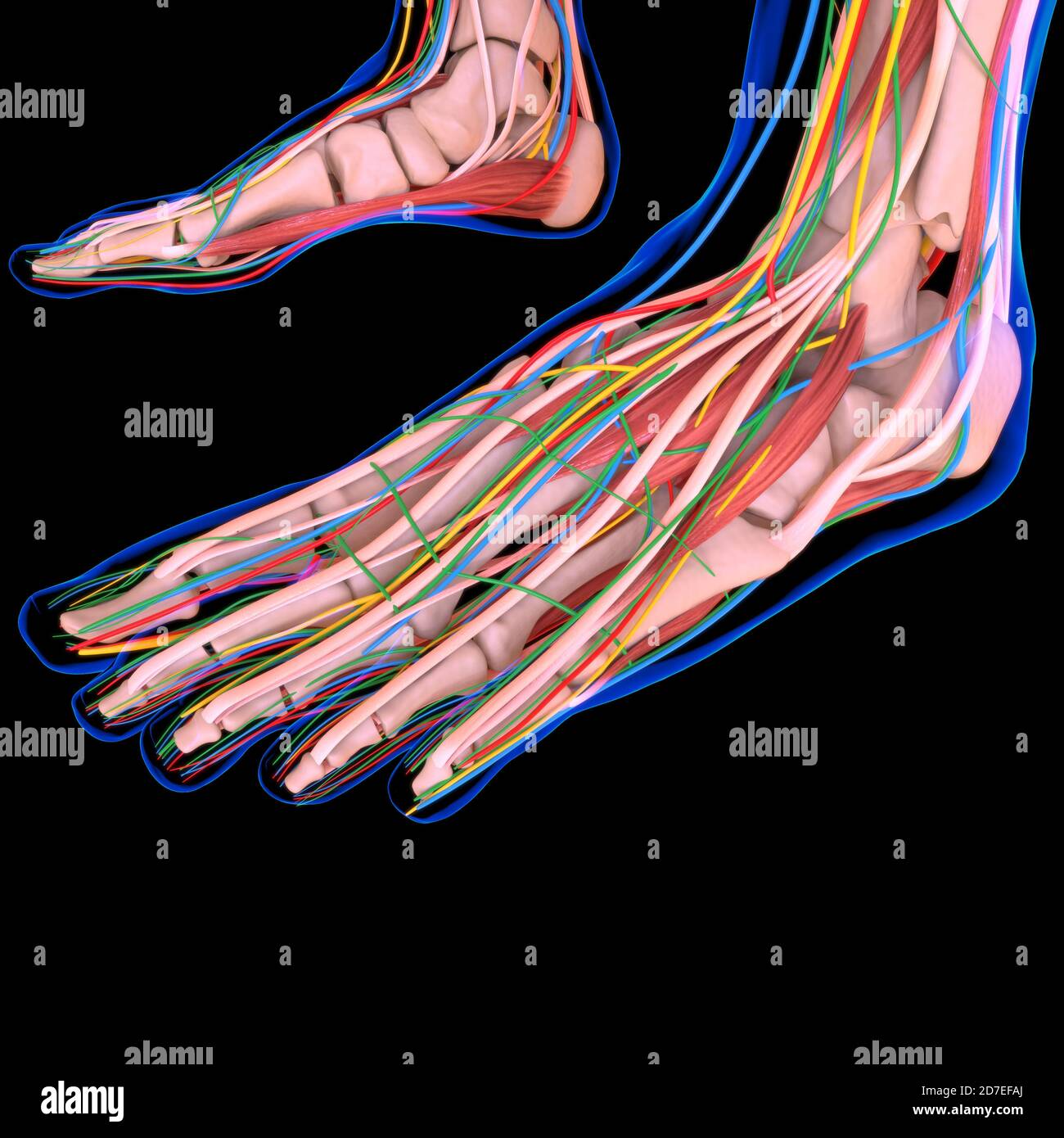 Human Muscle Foot Anatomy High Resolution Stock Photography and Images ...