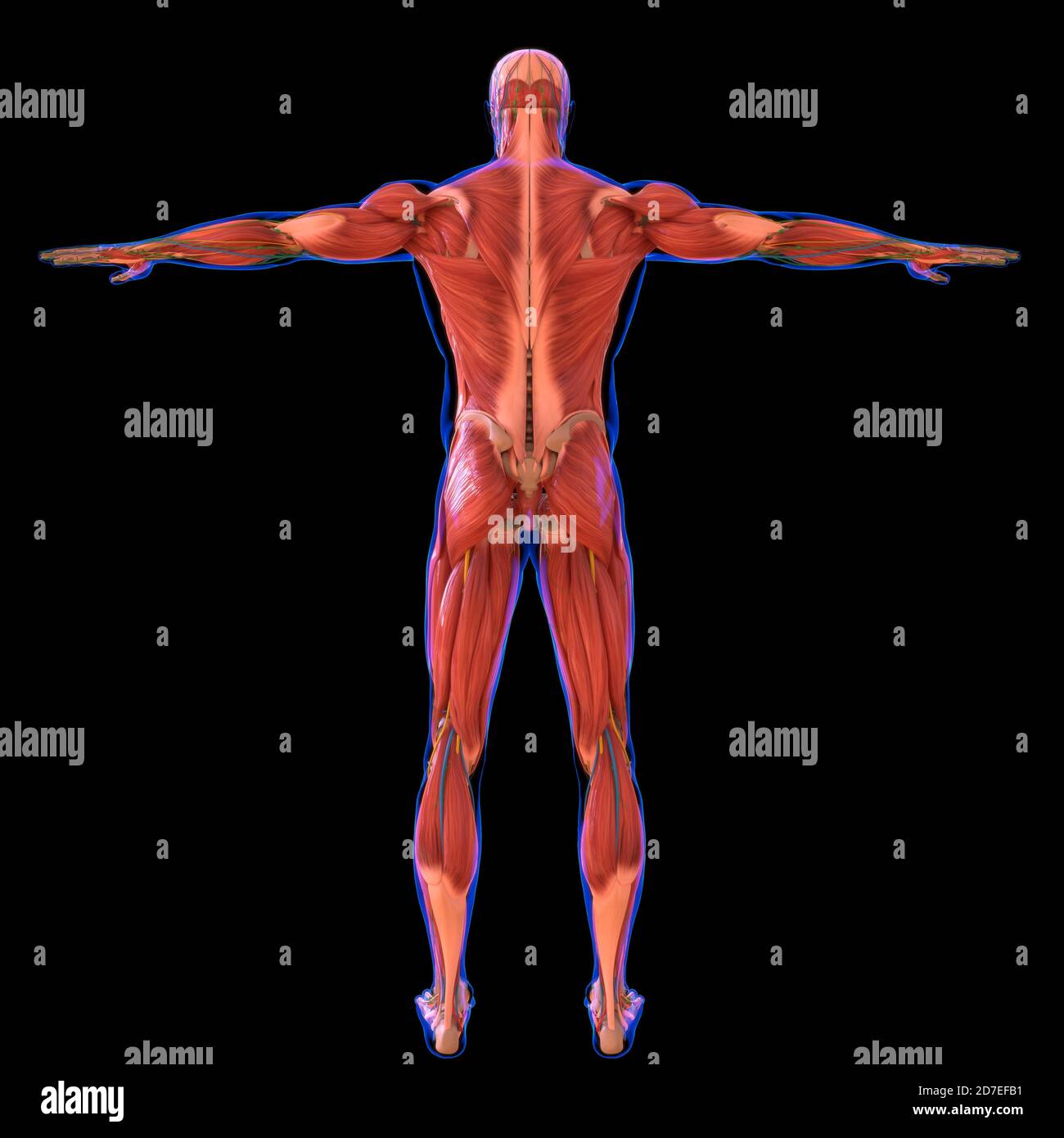 Human Muscle Anatomy For medical concept 3D Illustration Stock Photo ...