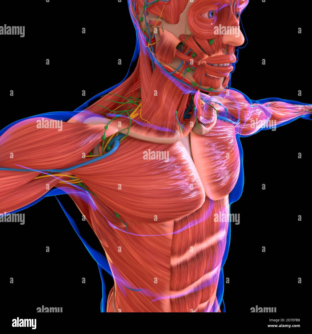 Human Muscle Anatomy For medical concept 3D Illustration Stock Photo ...