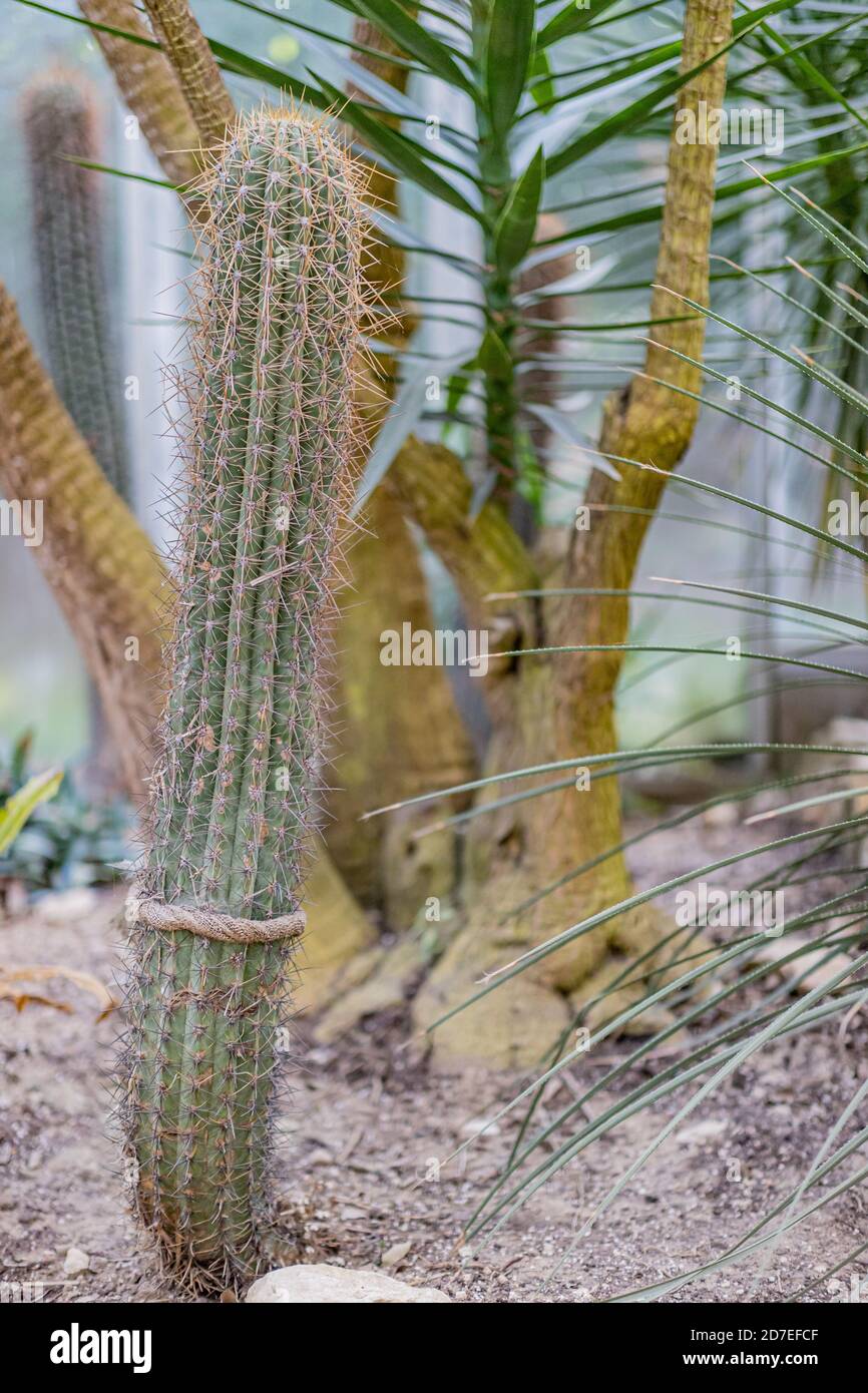 Thorn tree rope hi-res stock photography and images - Alamy